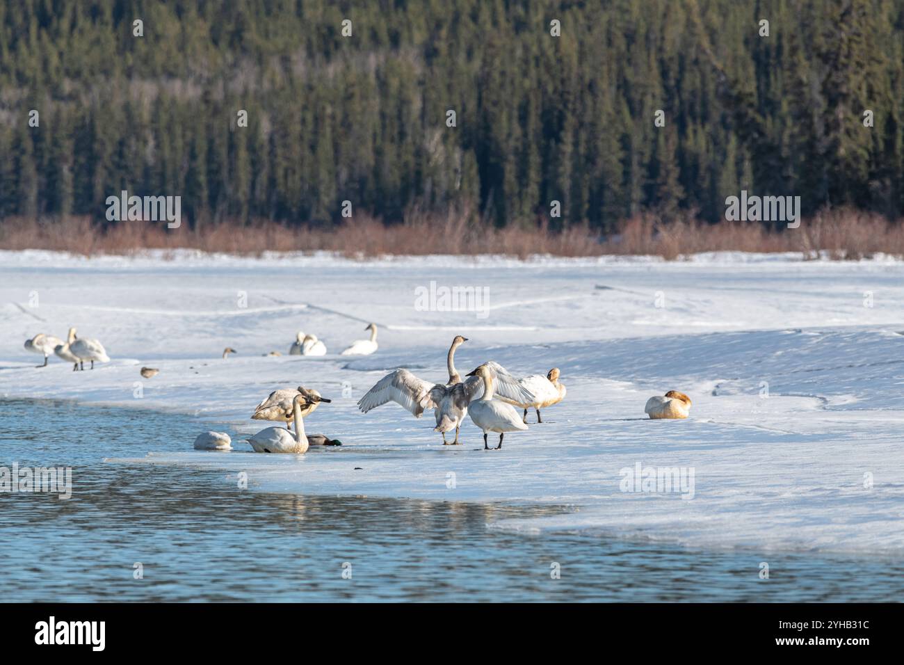 Flock of tundra trumpeter swans in northern Canada during migration to ...