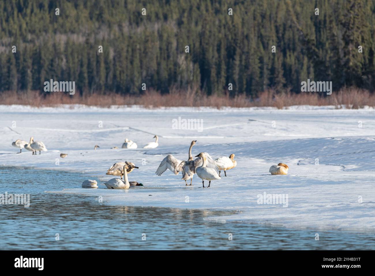 Flock of tundra trumpeter swans in northern Canada during migration to ...