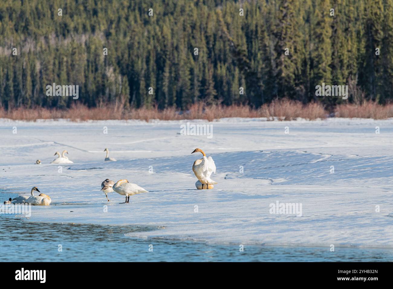 Flock of tundra trumpeter swans in northern Canada during migration to ...