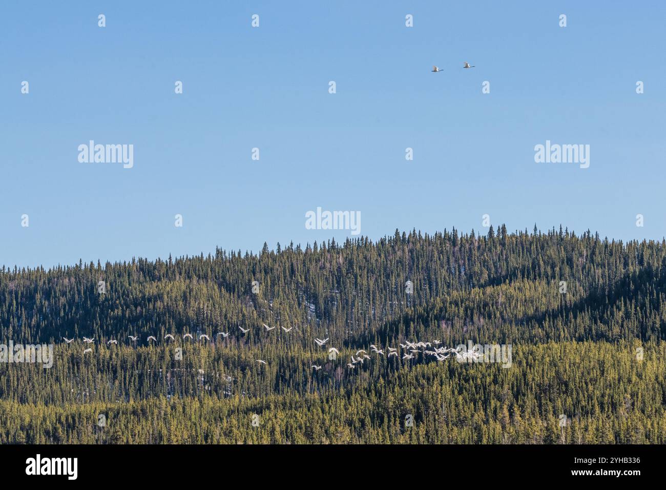 Arctic tundra, trumpeter swans seen flying in front of a wilderness ...