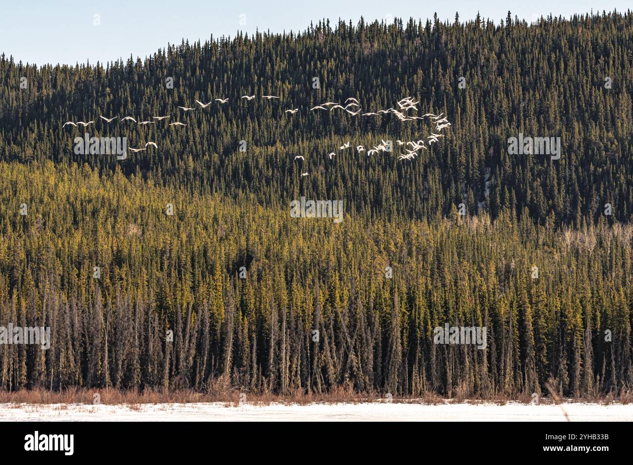 Arctic tundra, trumpeter swans seen flying in front of a wilderness ...