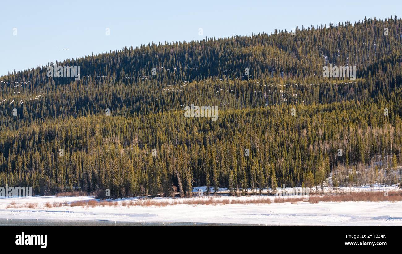 Arctic tundra, trumpeter swans seen flying in front of a wilderness ...