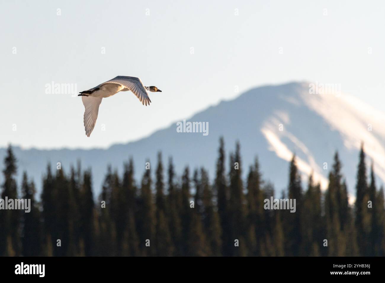 Arctic tundra, trumpeter swans seen flying in front of a wilderness ...