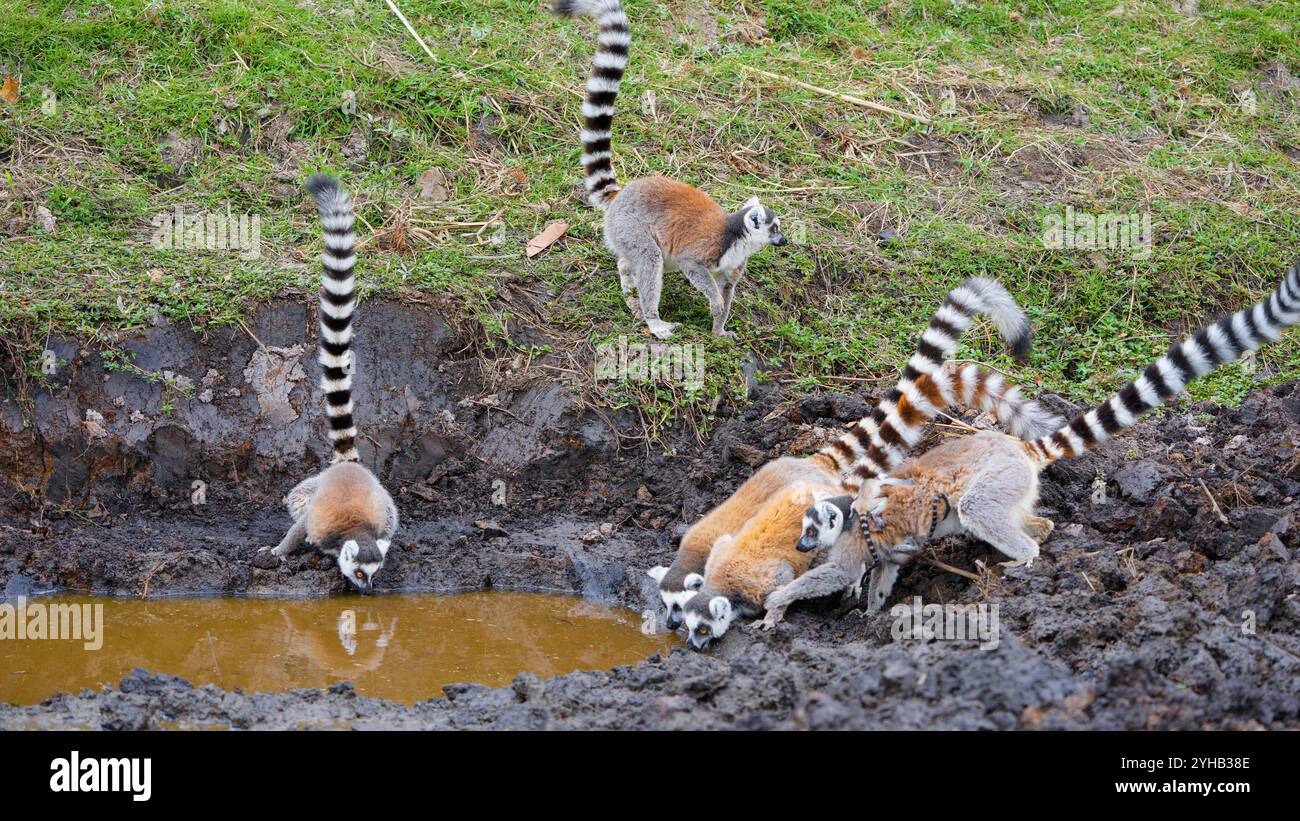 Group of ring-tailed lemurs drinking and grooming at muddy waterhole ...