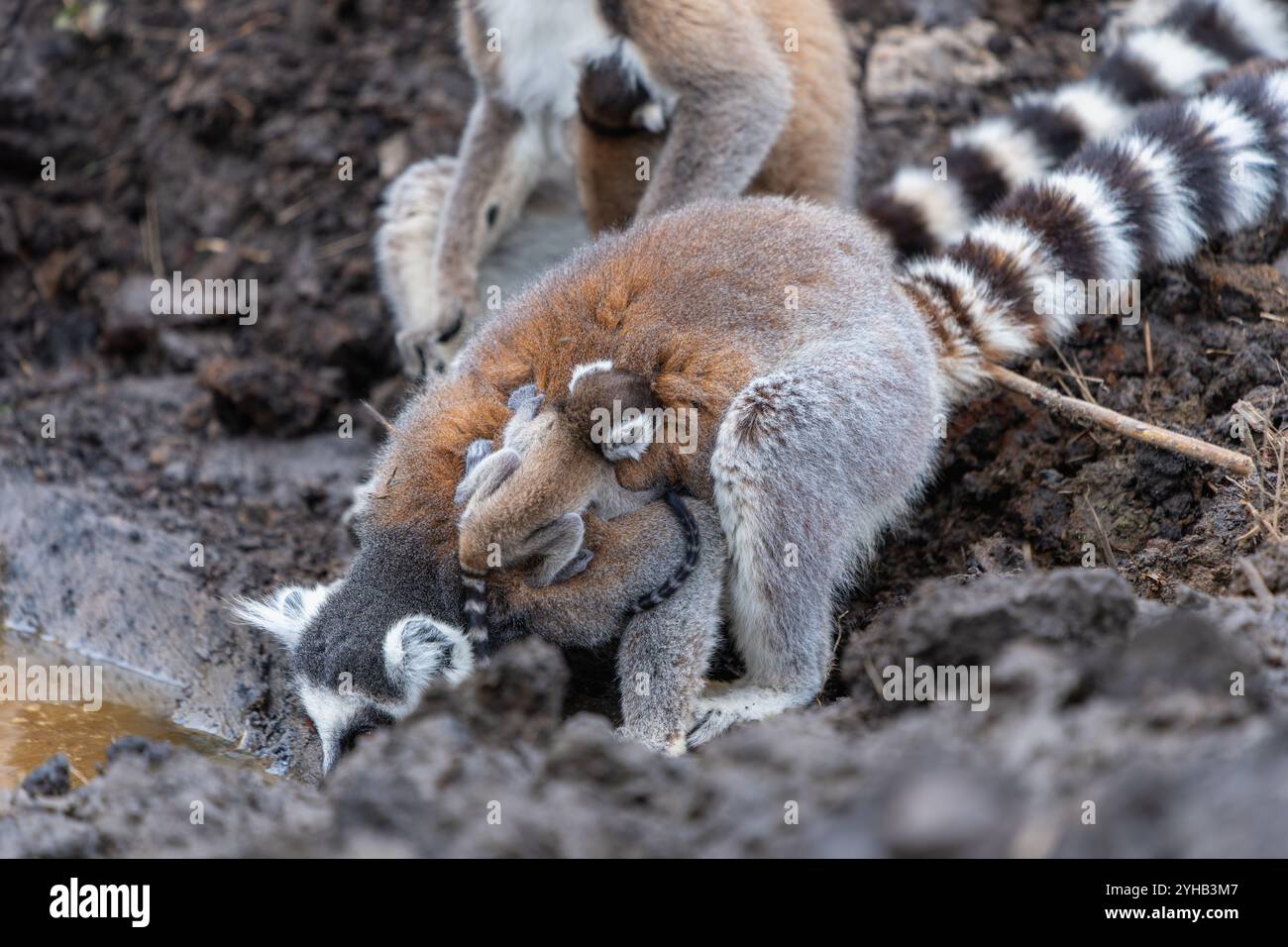 Group of ring-tailed lemurs drinking and grooming at muddy waterhole ...