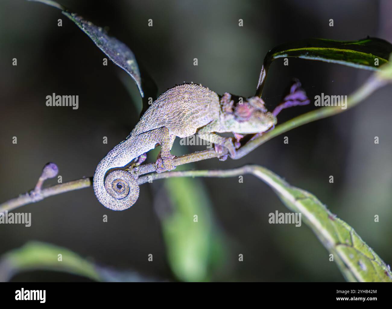 A minuscule Brookesia micra chameleon clings to a slender twig in the ...
