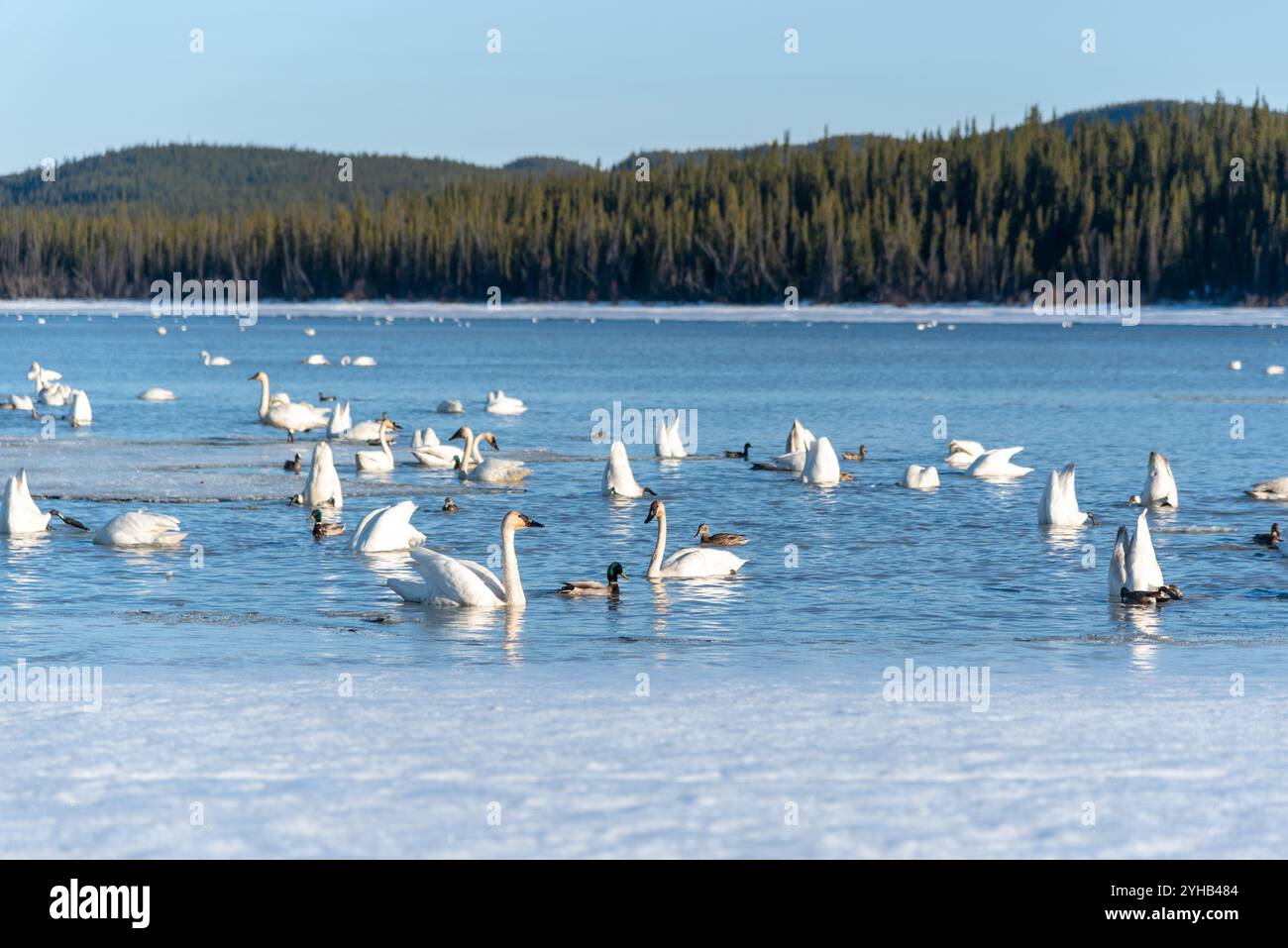 Annual swan migration to the Bering Sea seen at Marsh Lake, Yukon ...