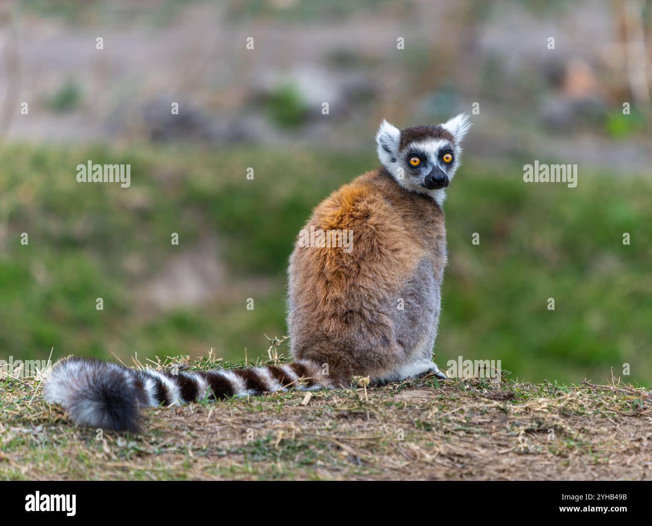 A ring-tailed lemur sitting on the grass with its distinctive black and ...