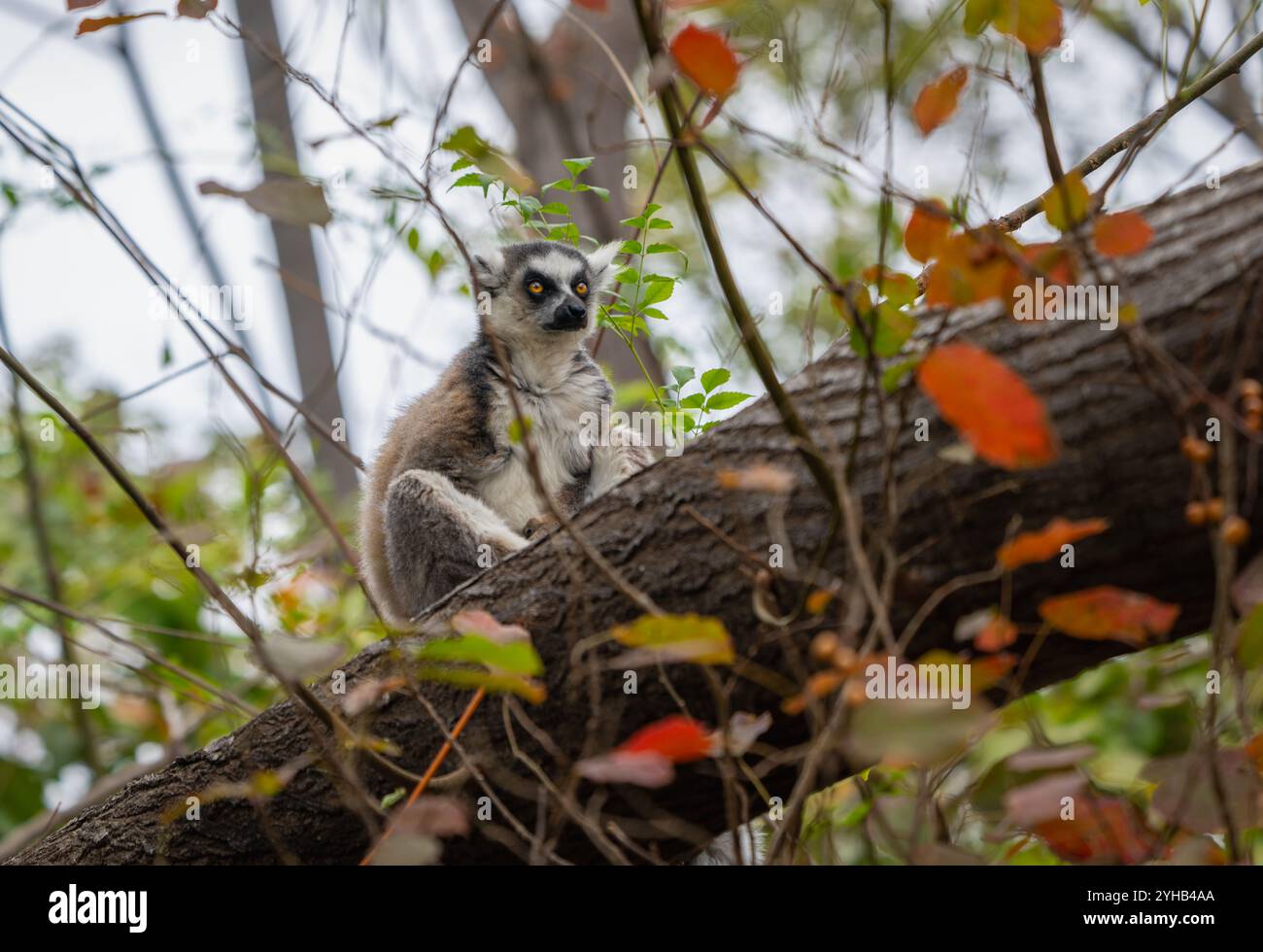 A ring-tailed lemur sits on a tree branch surrounded by foliage. The ...