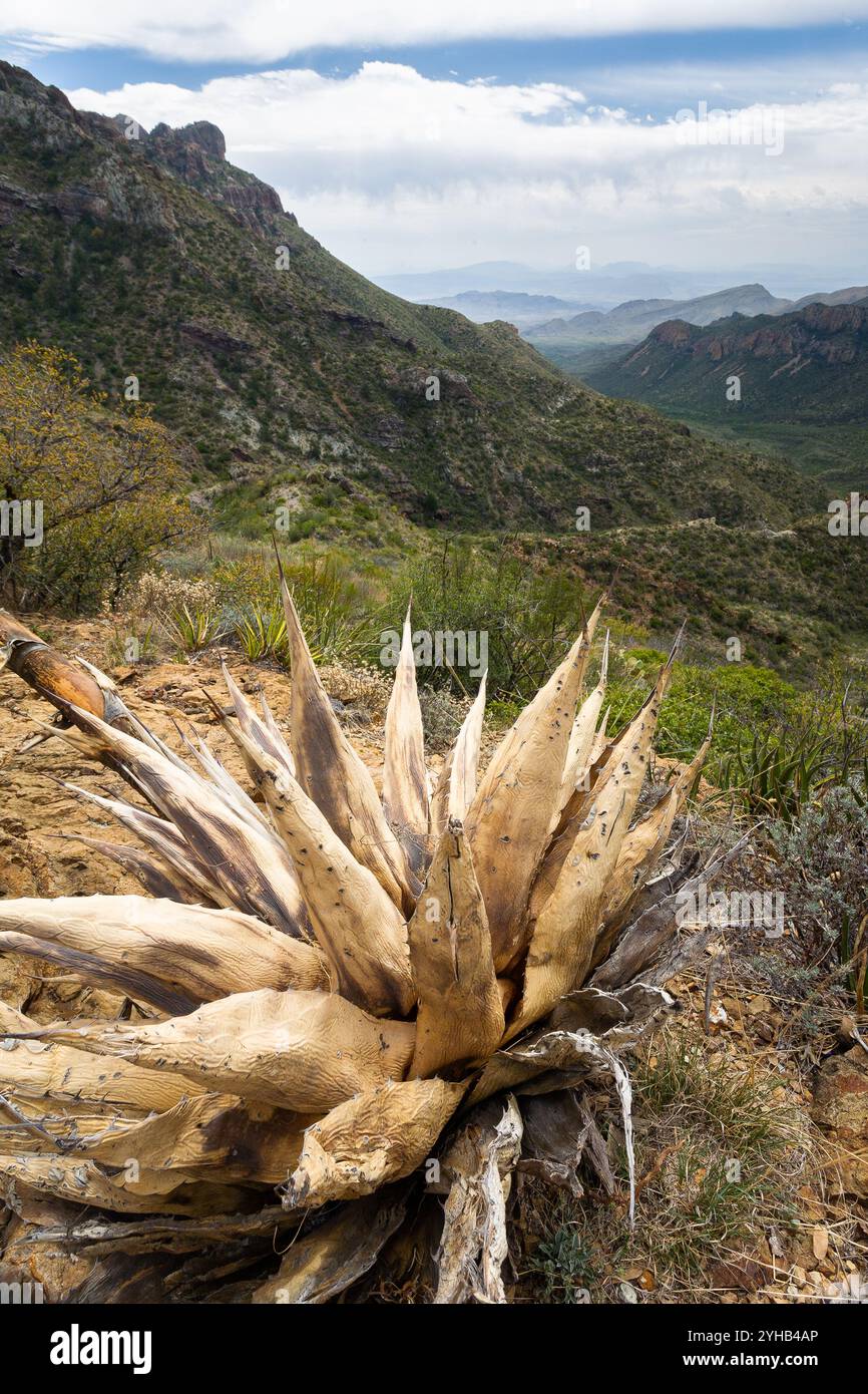 A dead yucca plant rising above Boot Canyon in the Chisos Mountains ...