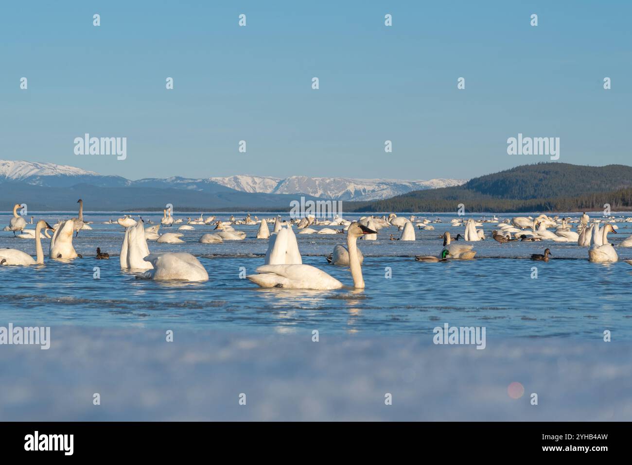 Annual swan migration to the Bering Sea seen at Marsh Lake, Yukon ...