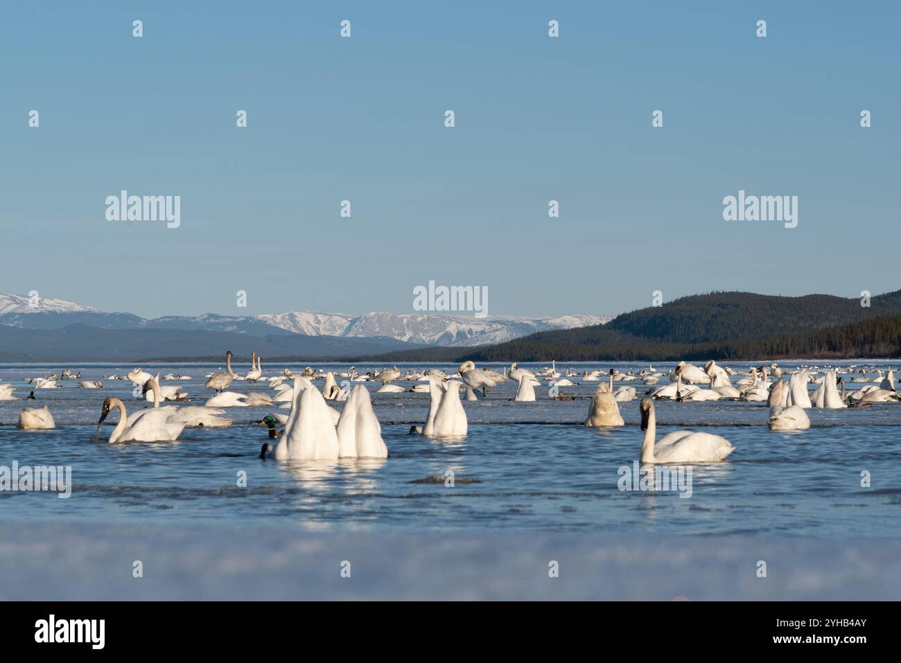 Annual swan migration to the Bering Sea seen at Marsh Lake, Yukon ...