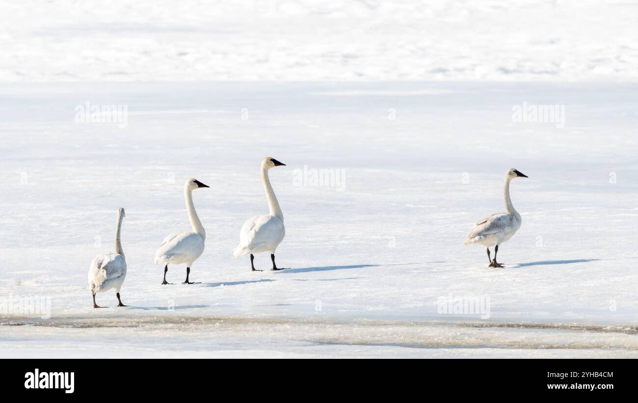 Arctic tundra trumpeter swans seen in northern Canada, during their ...