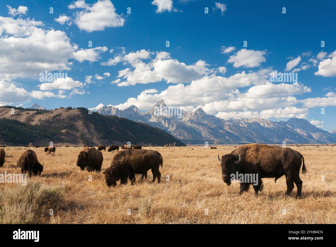 Bison graze on the dried grass on Antelope Flats of Grand Teton ...