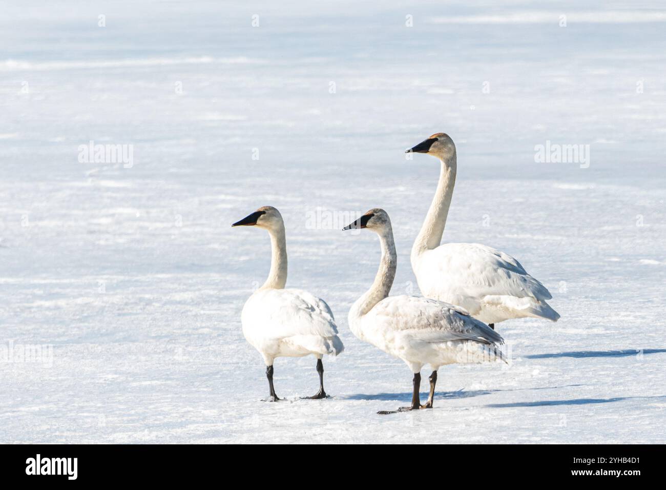 Arctic tundra trumpeter swans seen in northern Canada, during their ...