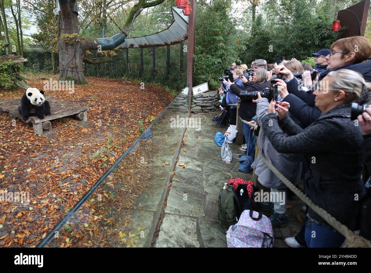 Brugelette, Belgium. 10th Nov, 2024. People take photos of giant panda ...