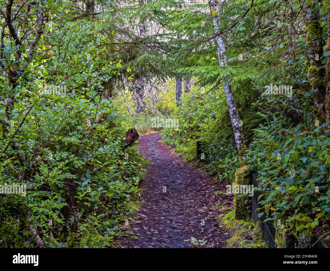 A hiking trail through the woods at Leadbetter Point State Park ...