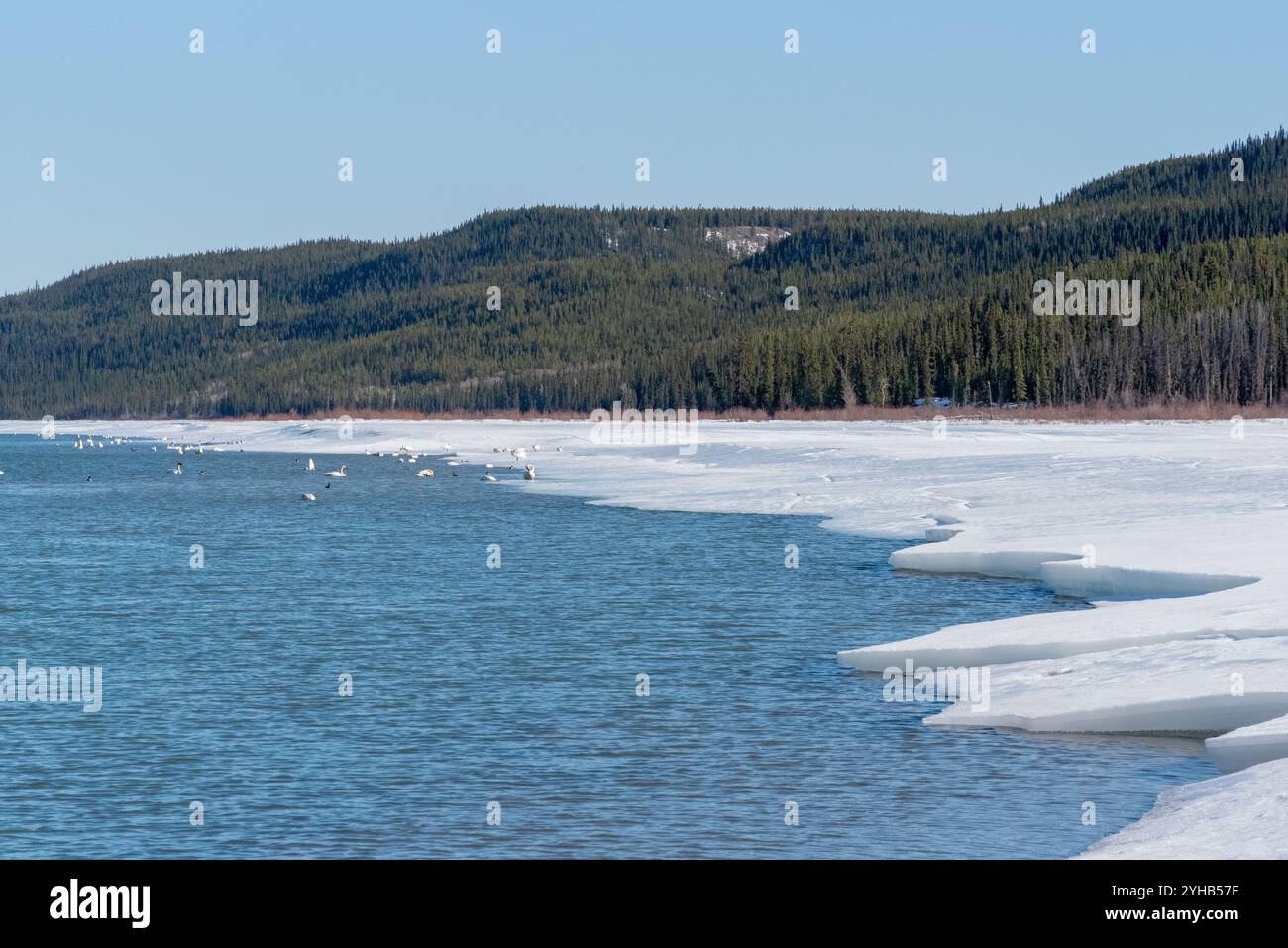 Springtime view of the melting and thawing Yukon River outside of ...