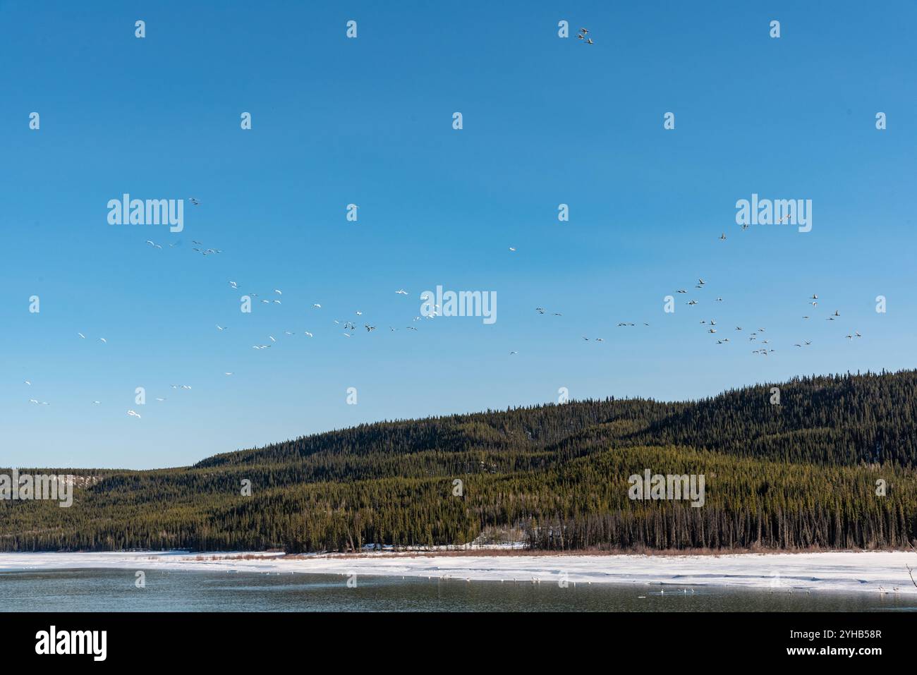 Springtime view of the melting and thawing Yukon River outside of ...