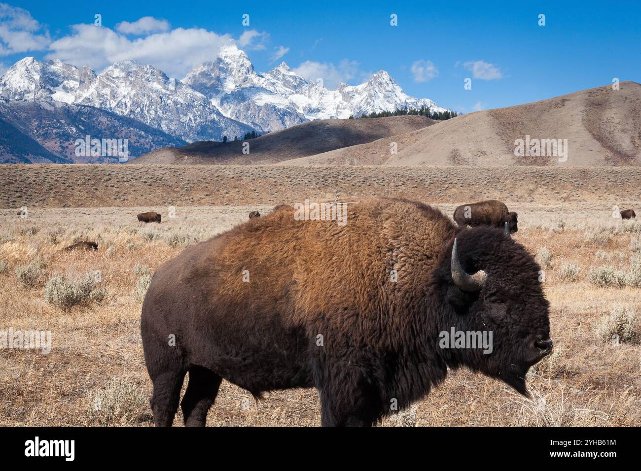 A bison stands below the Teton Mountains in Grand Teton National Park ...