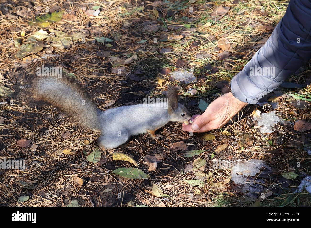 Squirrel in human environment hi-res stock photography and images - Alamy
