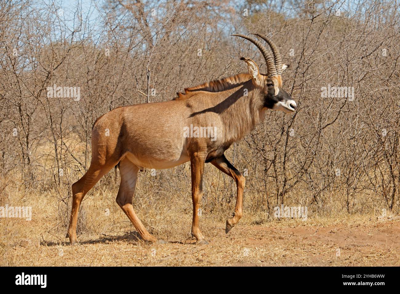 A rare roan antelope (Hippotragus equinus) in natural habitat, South ...