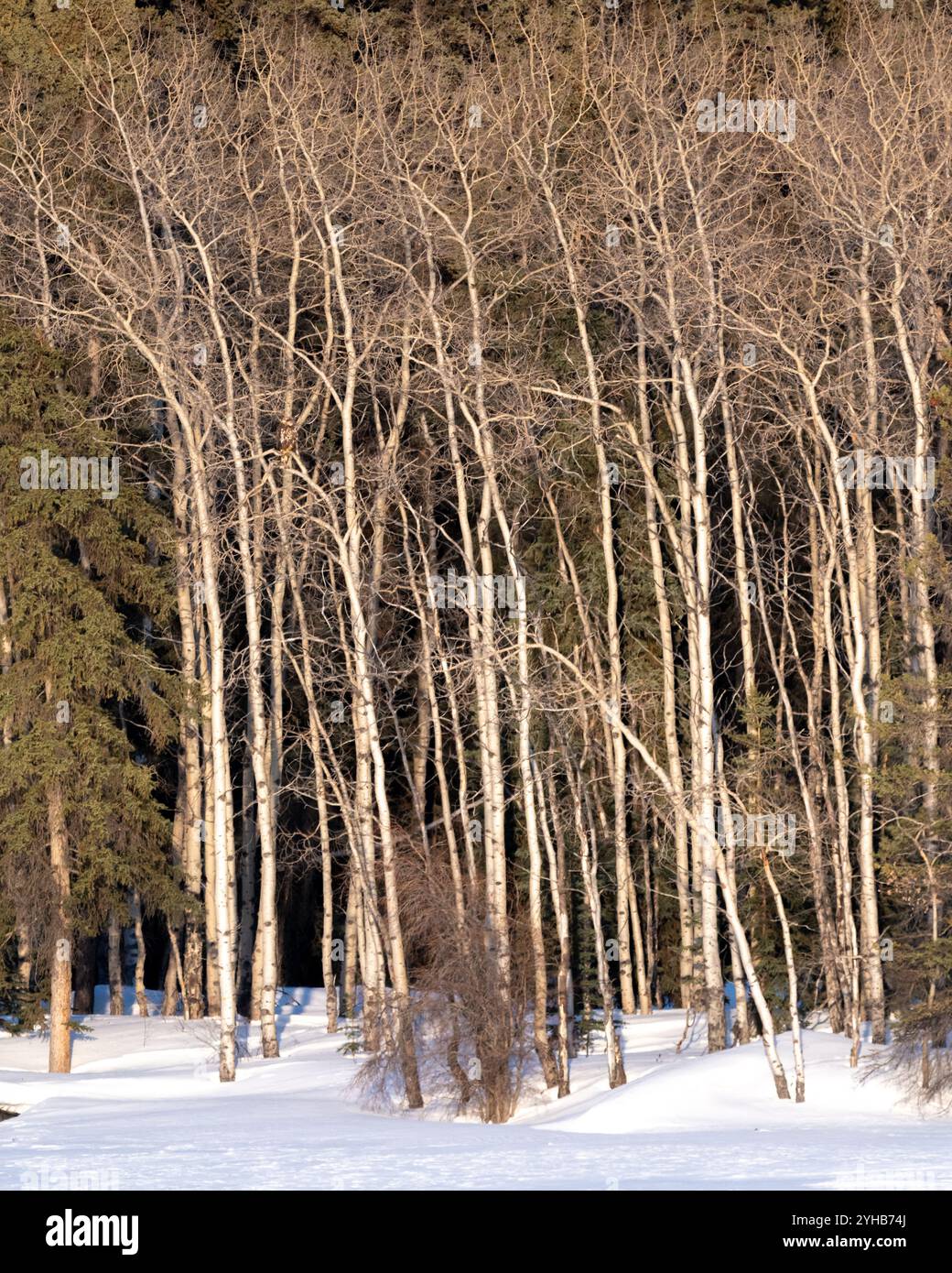 The dense boreal forest in northern Canada during spring time with tall ...