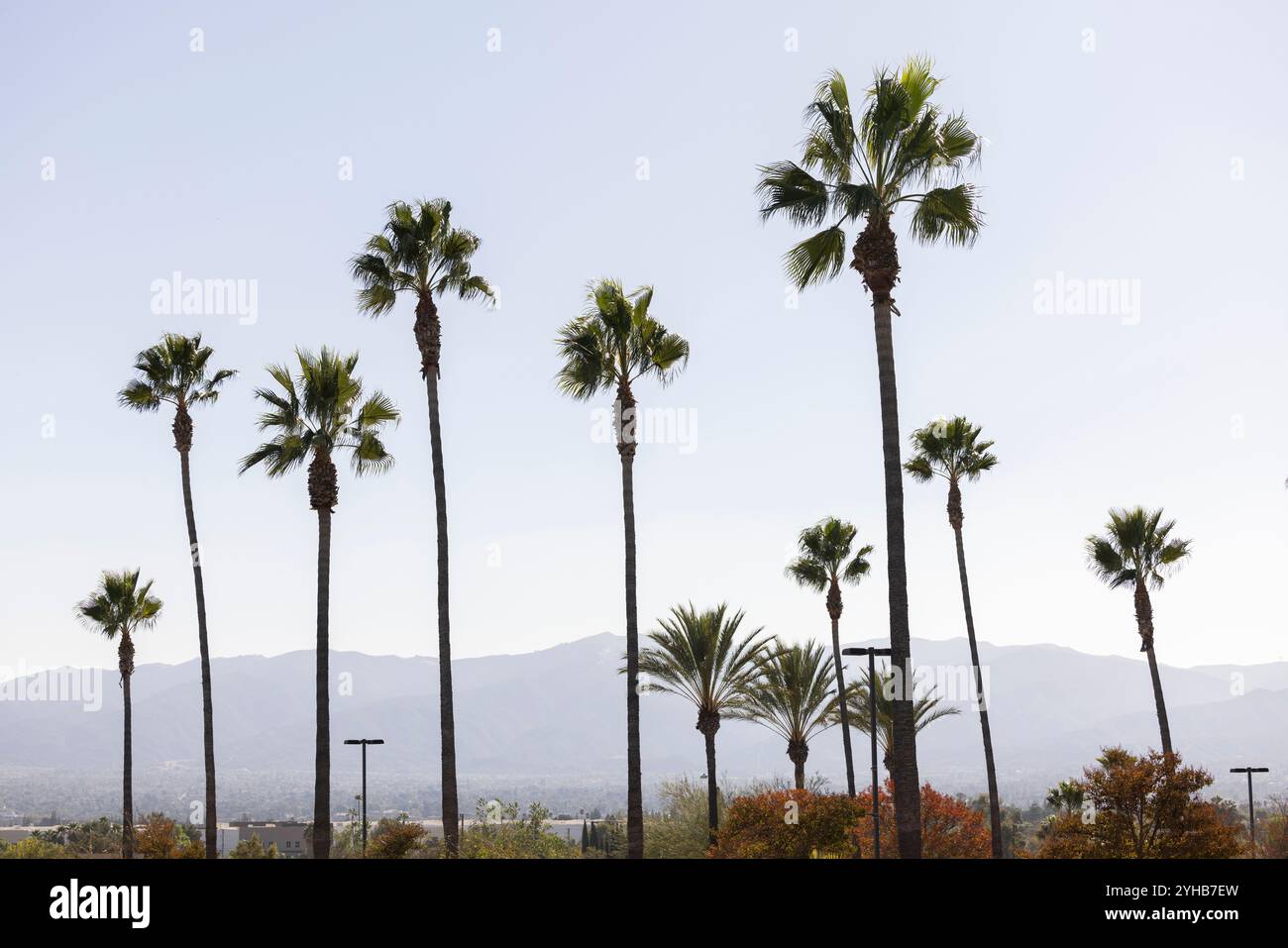 Afternoon view of palm trees in the heart of downtown Norco, California ...