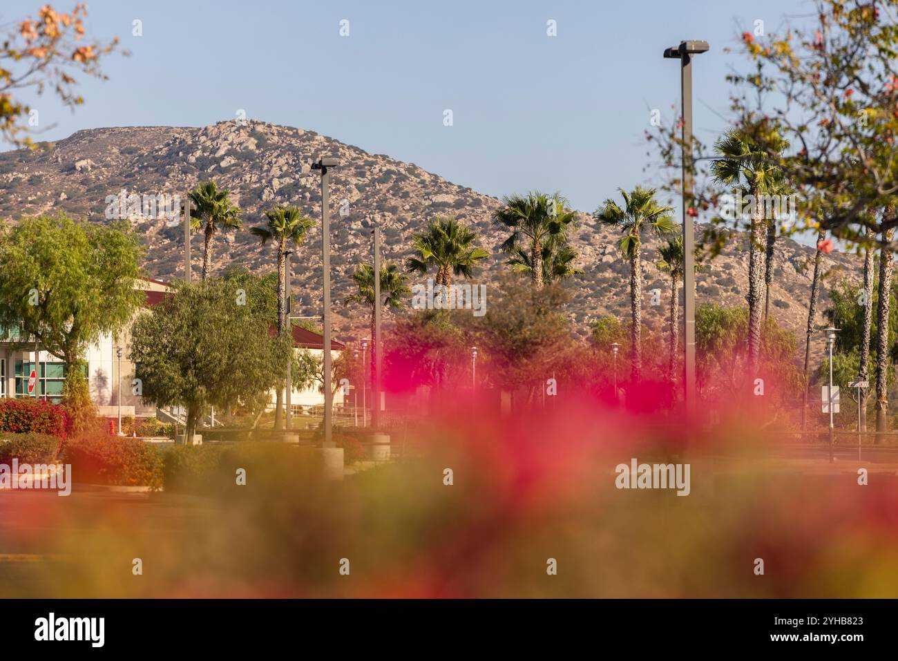 Afternoon view of palm trees in the heart of downtown Norco, California ...