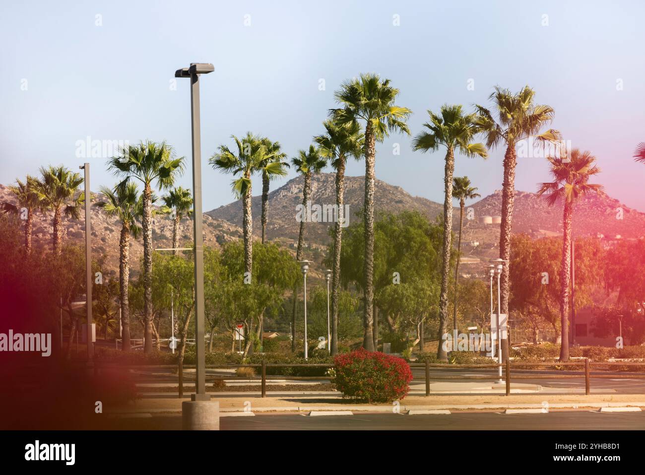 Afternoon view of palm trees in the heart of downtown Norco, California ...