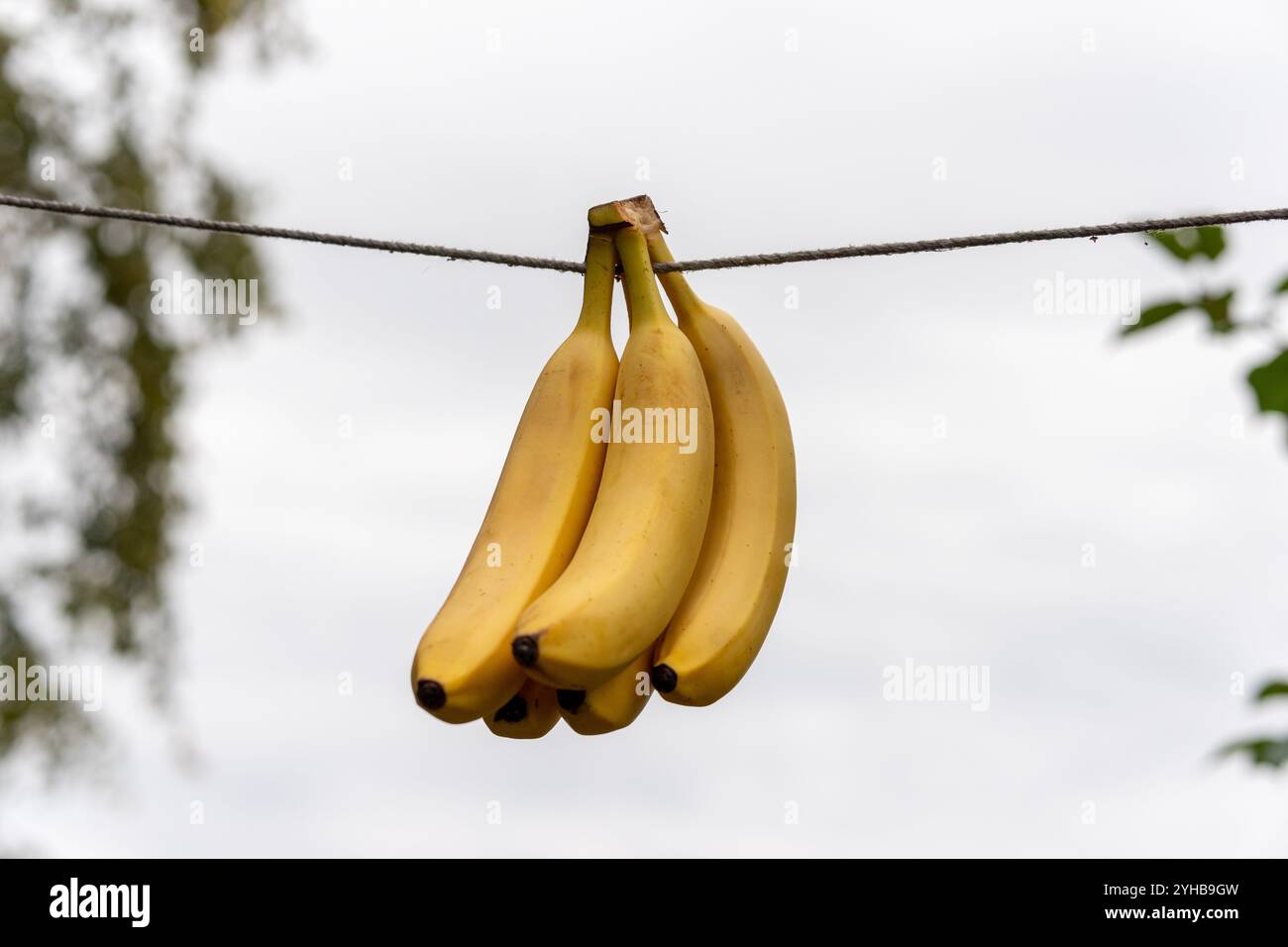 Bananas, hanging on the black rope against the background of sky ...