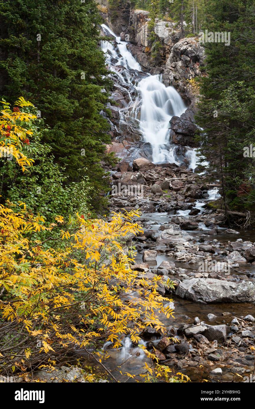 Mountain ash leaves turn yellow in autumn as Hidden Falls of Grand ...