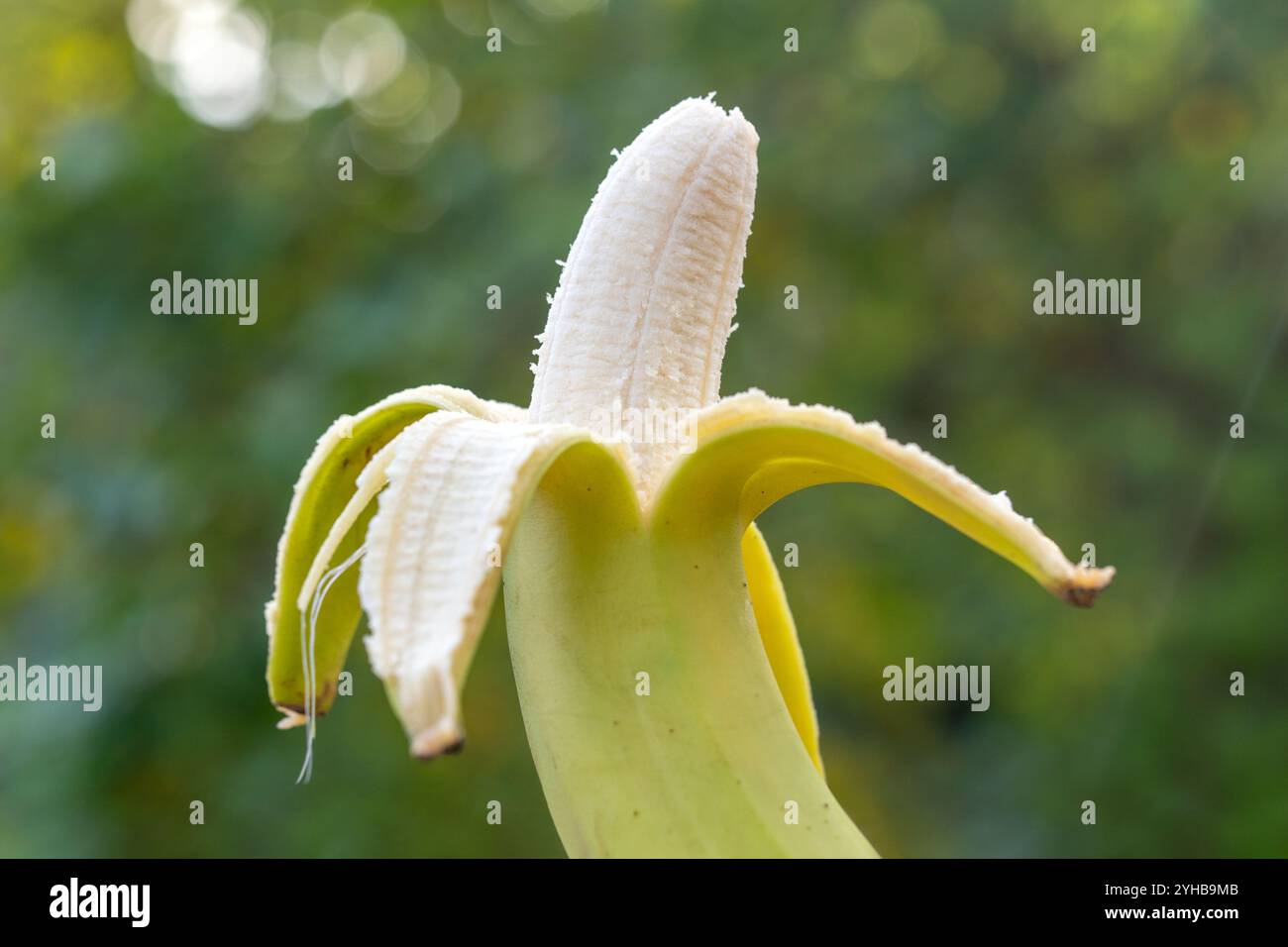 Half Peeled Banana, Open Banana on a blurred green background of nature ...