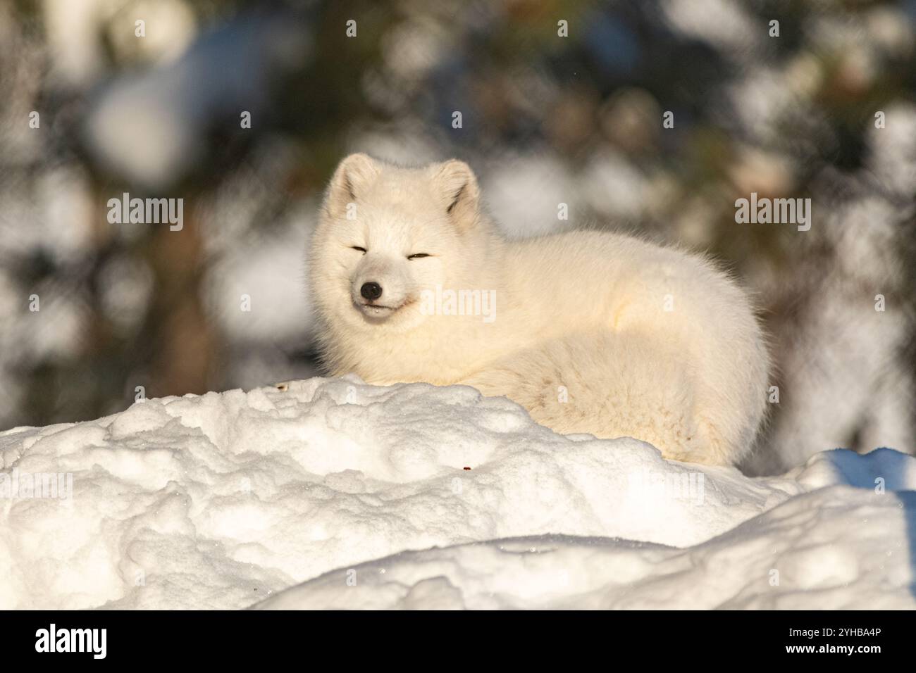 Snowy landscape with a single, alone arctic fox (Vulpes lagopus ...