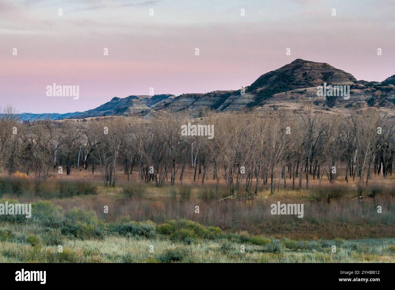 Badlands hills rising beyond cottonwood trees and wetlands. Theodore ...