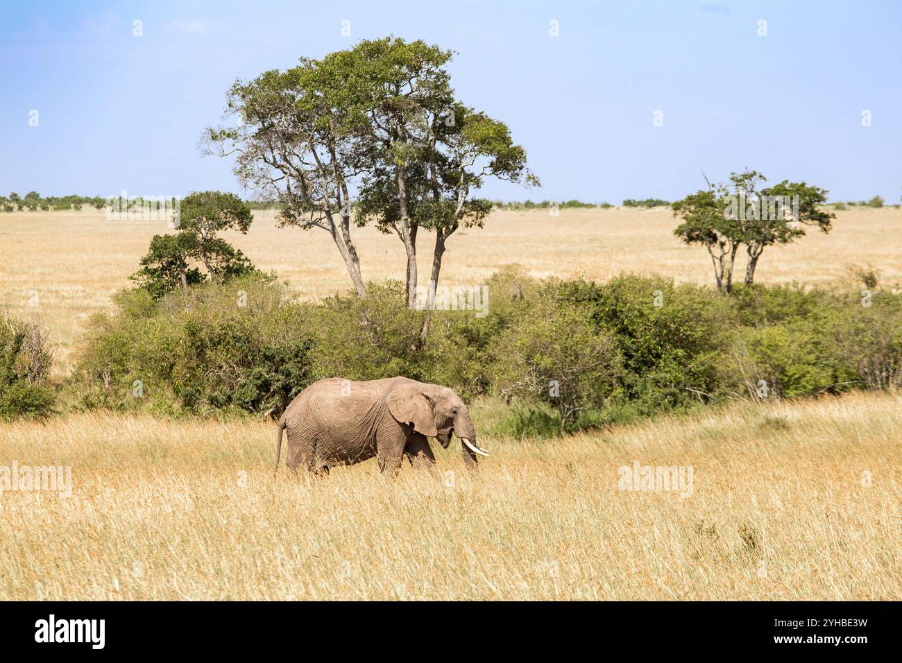 Alone Elephant walking on the savanna in Africa Stock Photo - Alamy