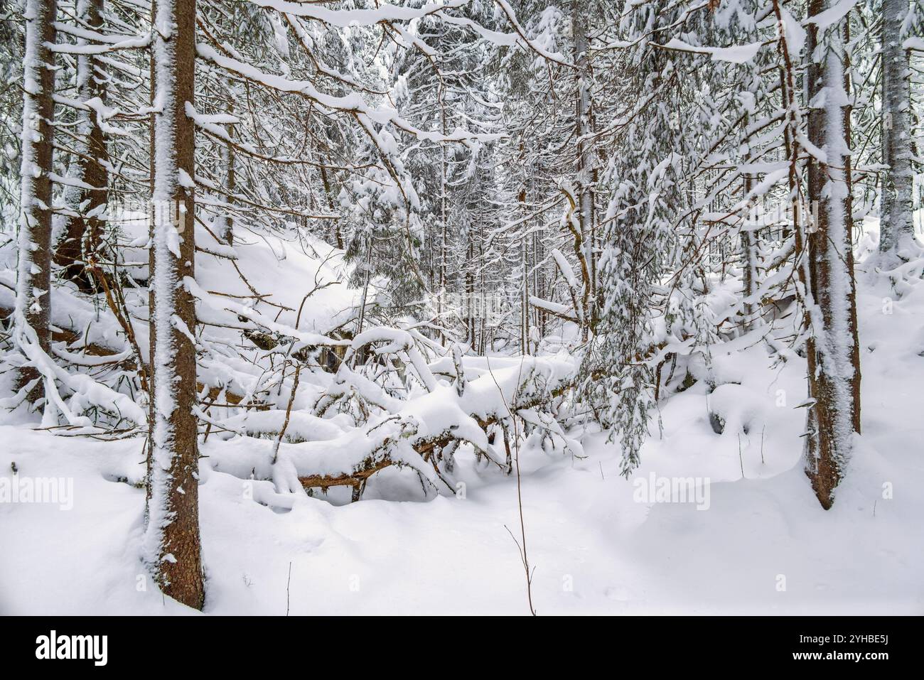 Old fallen tree wilderness remote hi-res stock photography and images ...