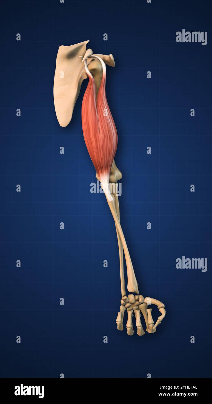 Muscle biceps anatomy hi-res stock photography and images - Alamy