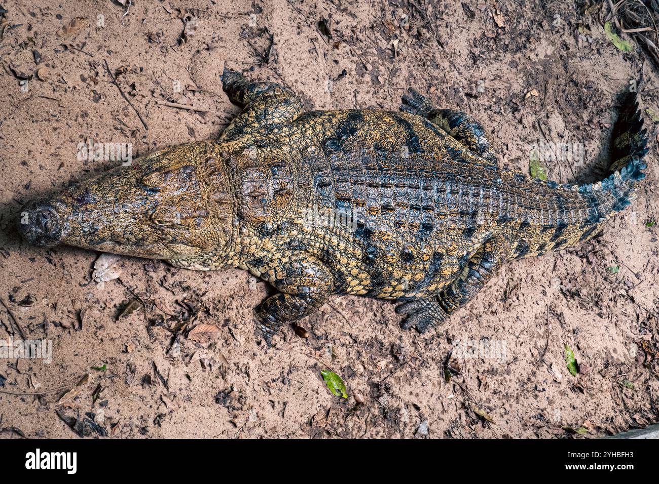 A Nile crocodile at Kaole Snake Museum in Kaole - a 13th century German ...