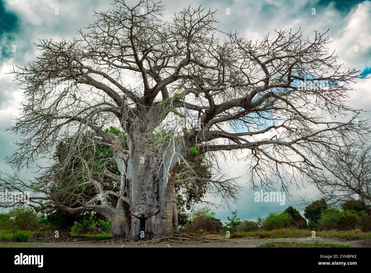 A baobab tree growing at Kaole Station Museum at Kaole Ruins - a 13th ...