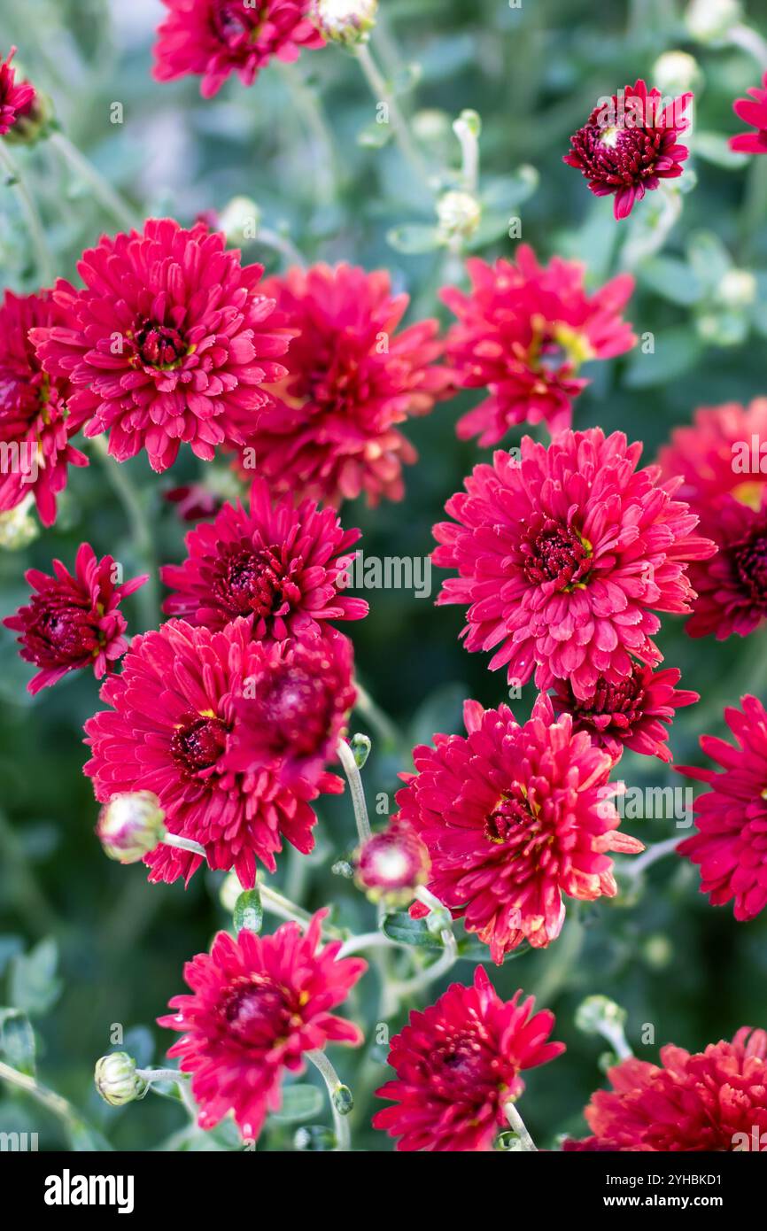 In a lovely garden, there is a vibrant bunch of beautiful red flowers ...