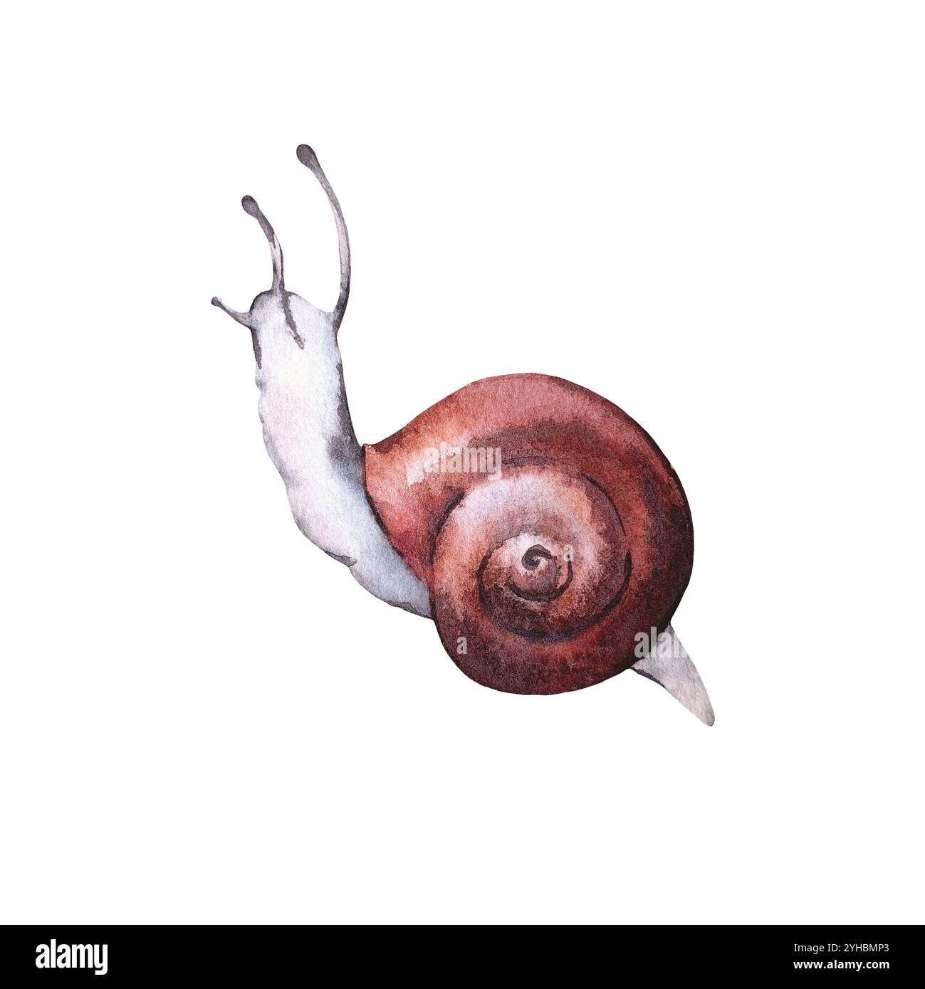 Snail cute watercolor illustration, hand drawn isolated on white ...