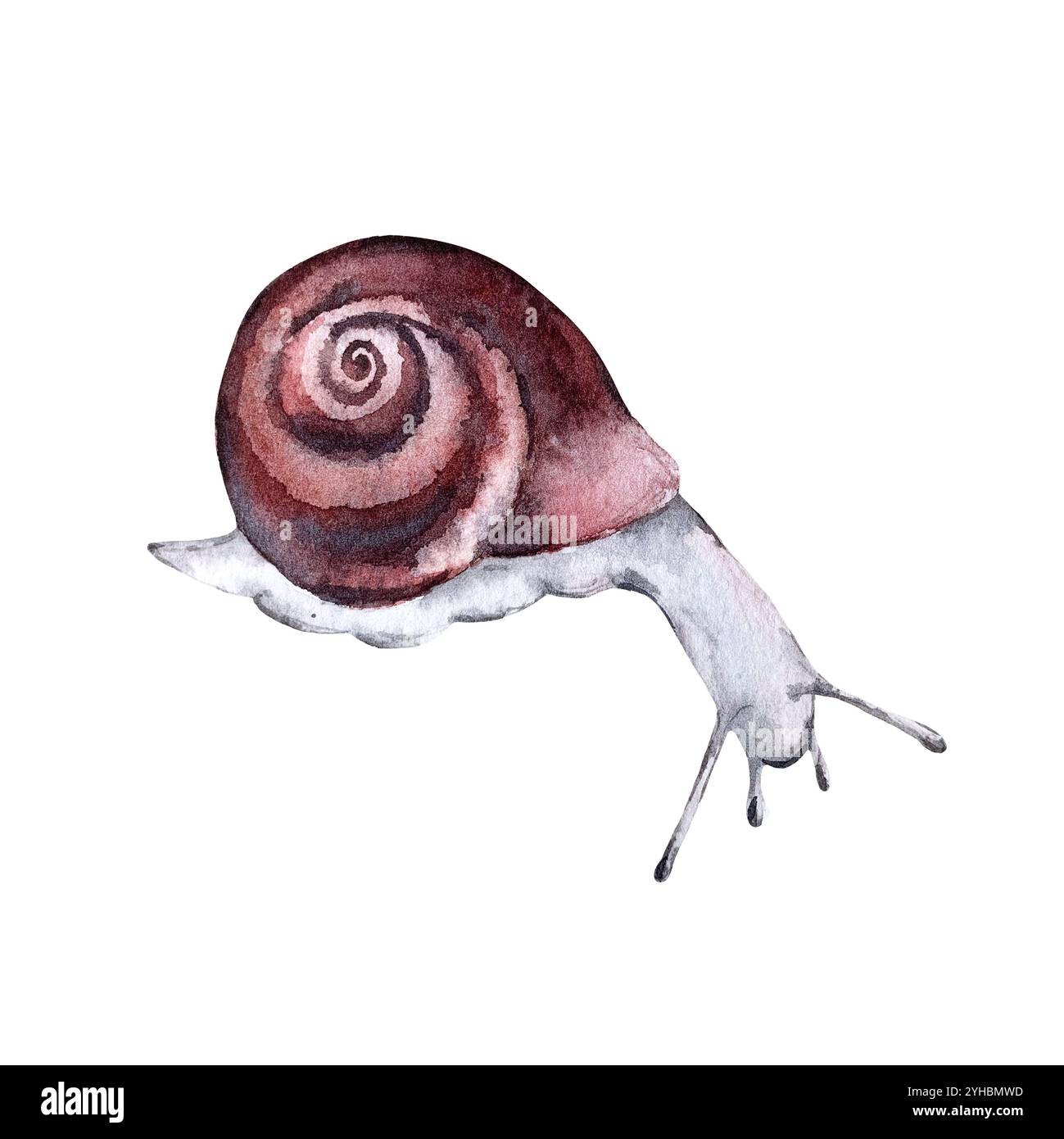Snail cute watercolor illustration, hand drawn isolated on white ...