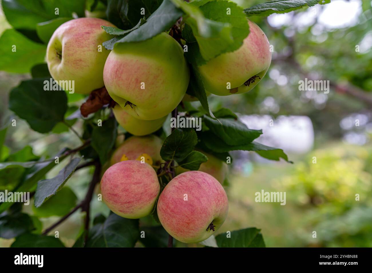 Apples ripening on a tree branch, illustrating the beauty of late ...