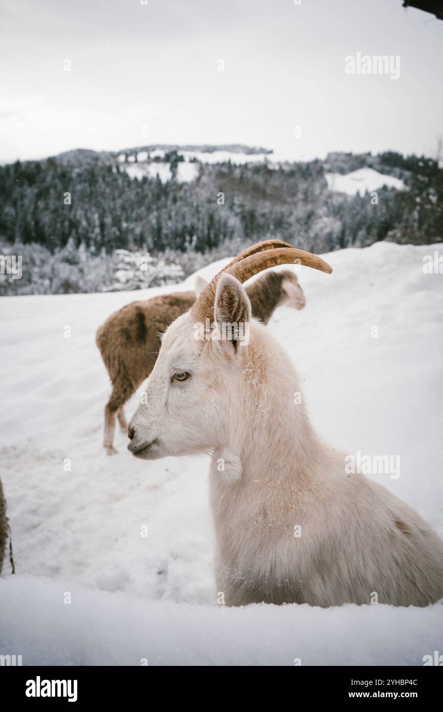 Curious Goat in Snowy Winter Stock Photo - Alamy