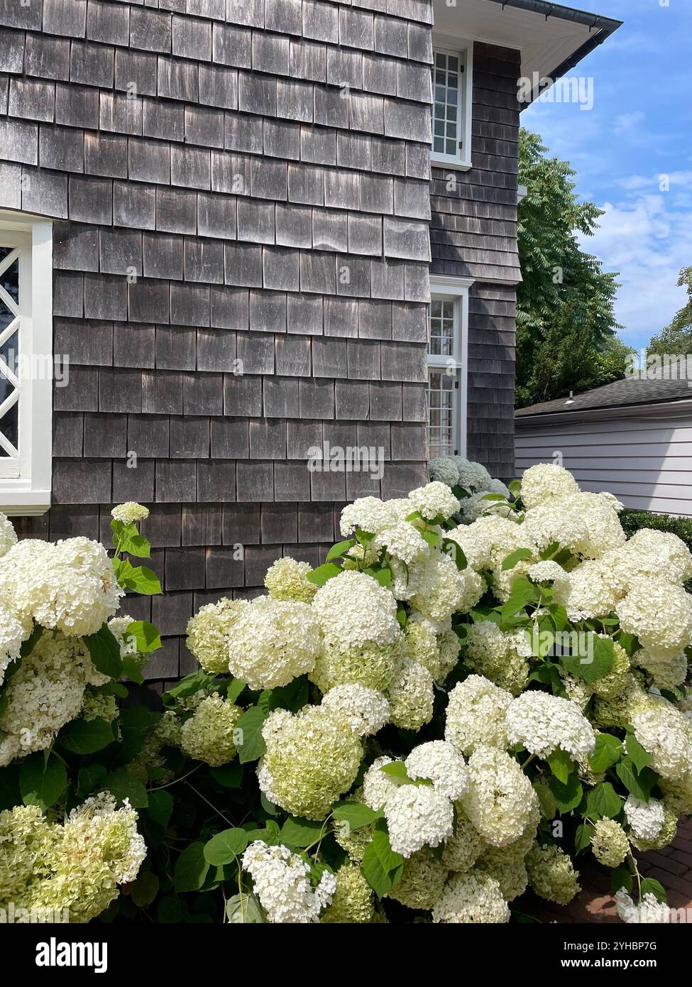 New england hydrangeas hi-res stock photography and images - Alamy