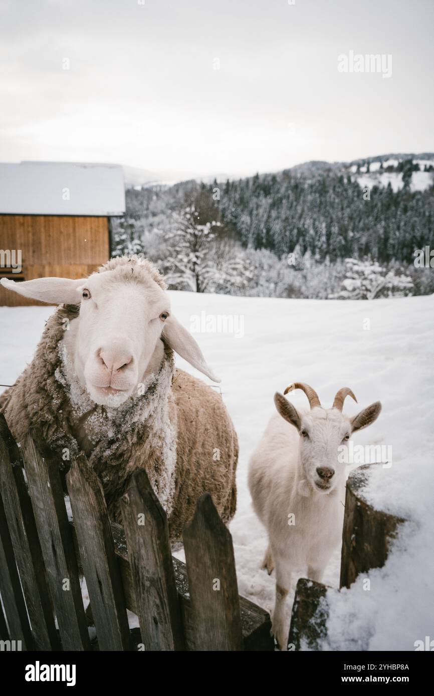 Winter Farm Scene with Goats Stock Photo - Alamy