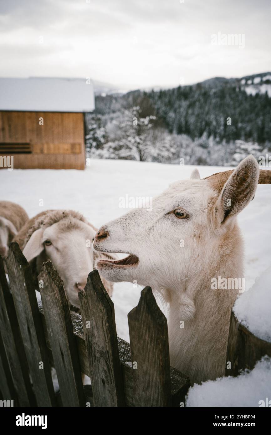 Winter Scene of Friendly Goat Stock Photo - Alamy