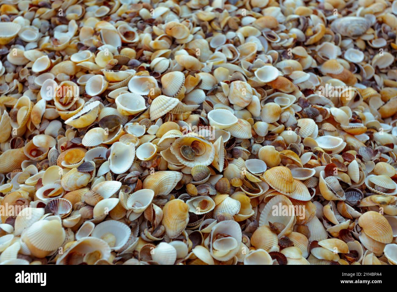 sea shells background Stock Photo - Alamy