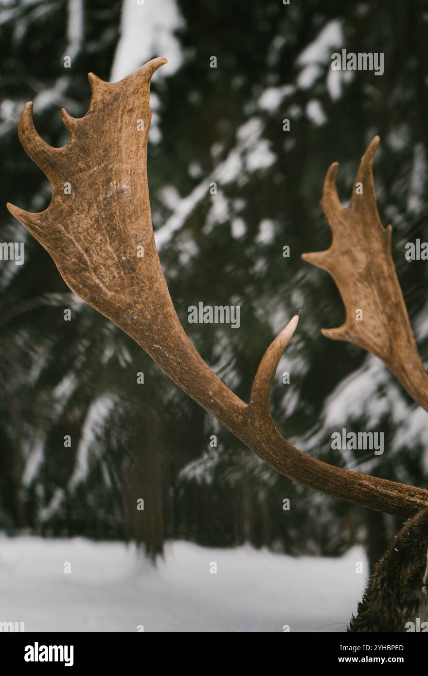 Deer with large antlers hi-res stock photography and images - Alamy